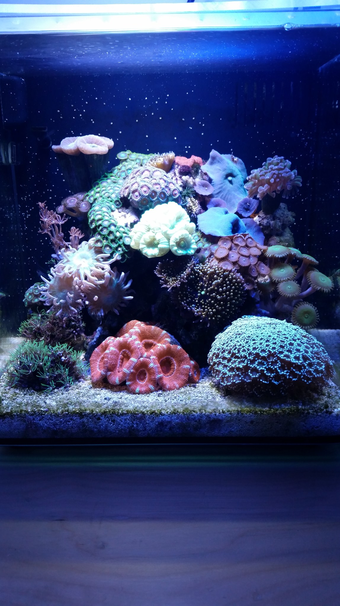 Tank Journal: My Pico Reef | flabbywhalefish