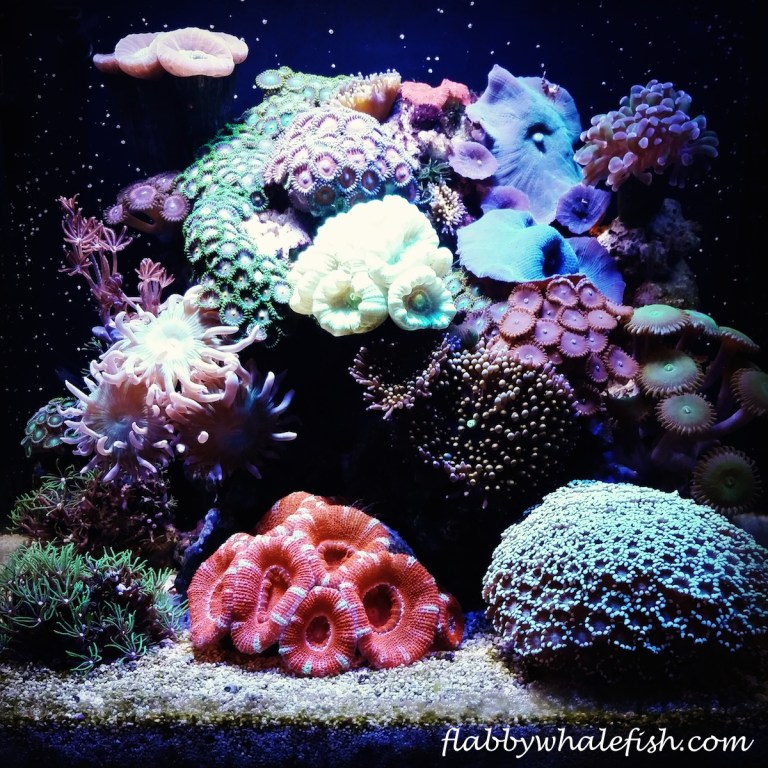Tank Journal: My Pico Reef | flabbywhalefish