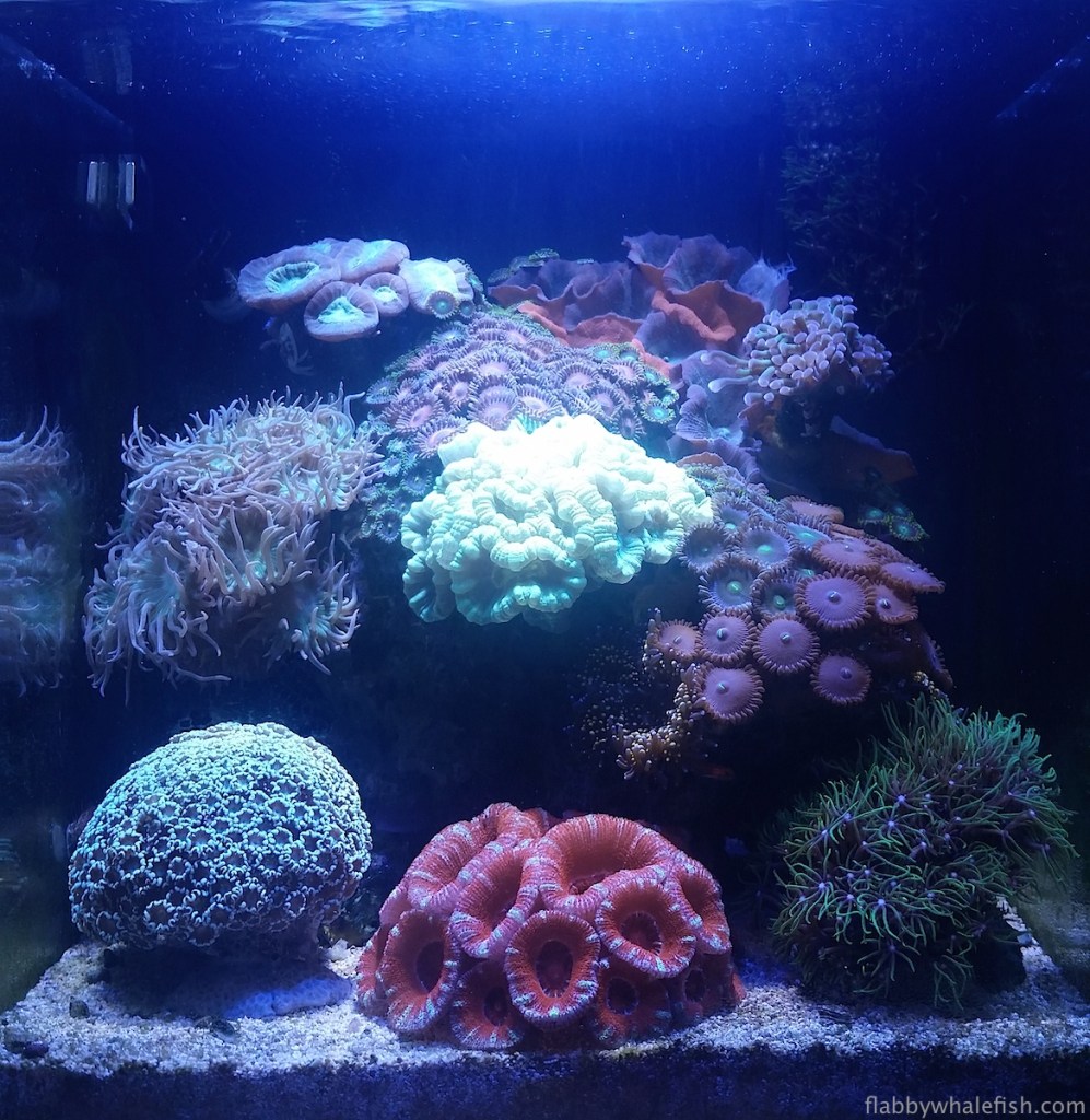 Update on the pico reef! | flabbywhalefish