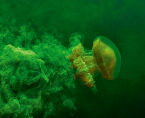 Visualising the Footprints of Ocean Swimmers | flabbywhalefish
