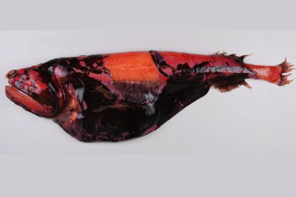 What’s in a name? | flabbywhalefish