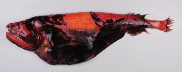 What’s in a name? | flabbywhalefish